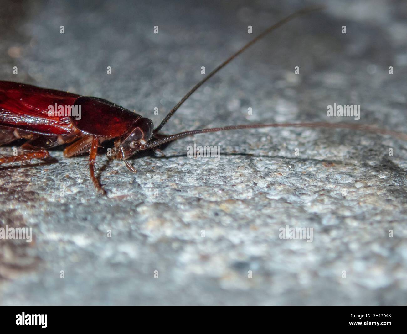 Madagascar cockroach on the street. The domestic cockroach is an insect ...