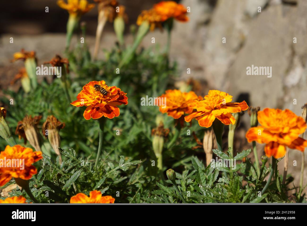 Closeup shot of a garden full of Marigold (Tagetes) flowers with a ...