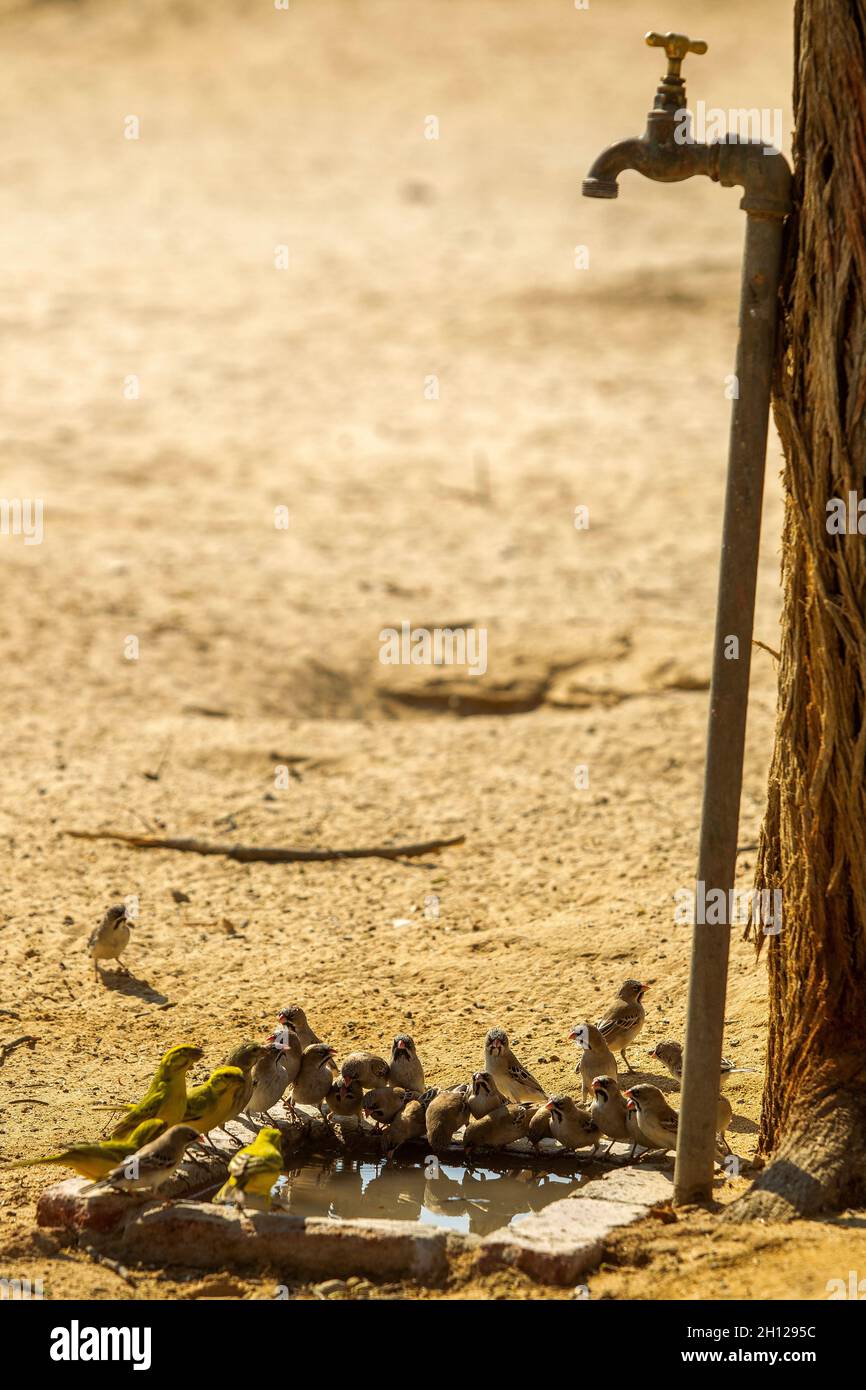 Congregation of birds hi-res stock photography and images - Alamy