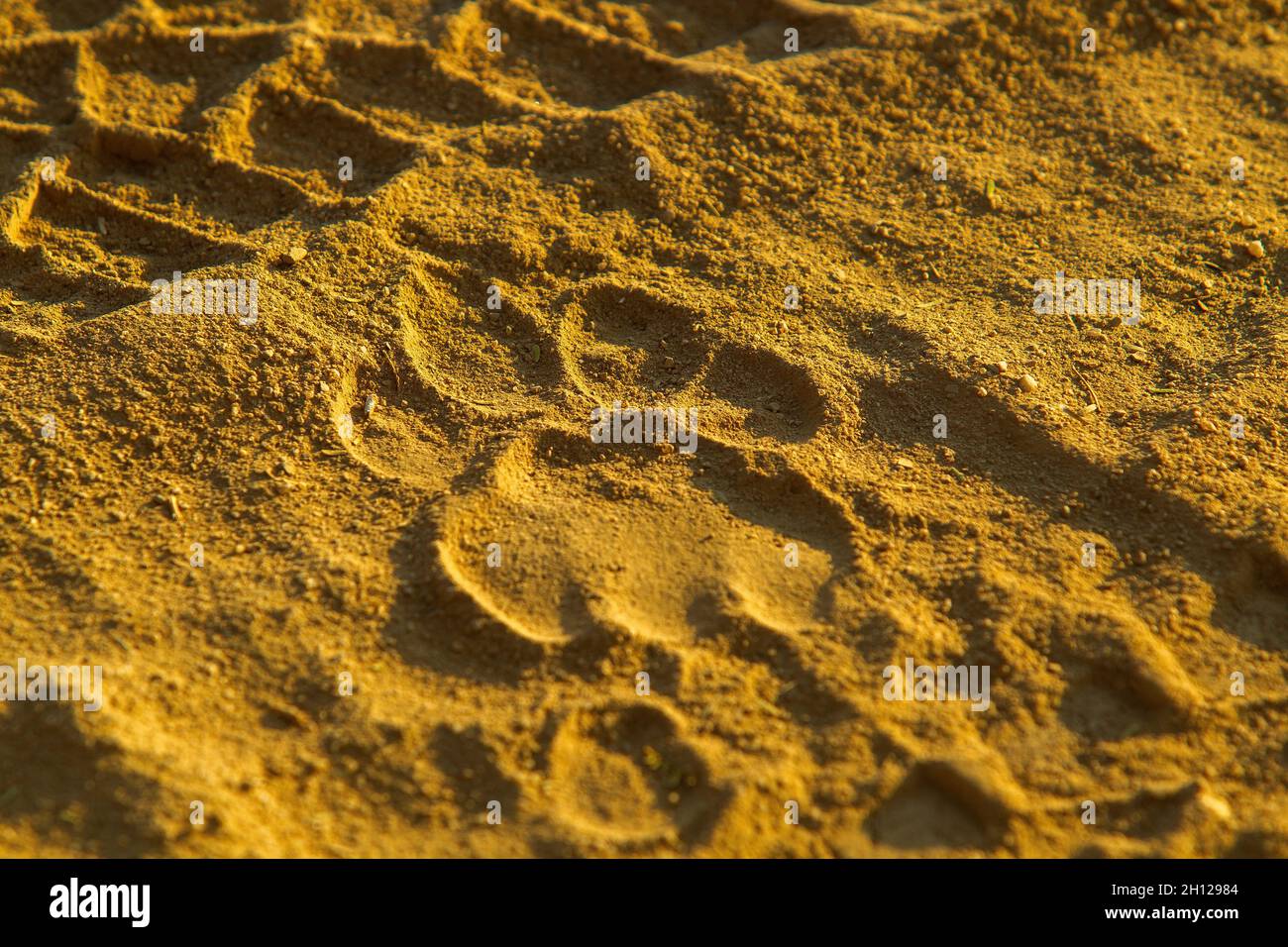 Lion footprint hi-res stock photography and images - Alamy
