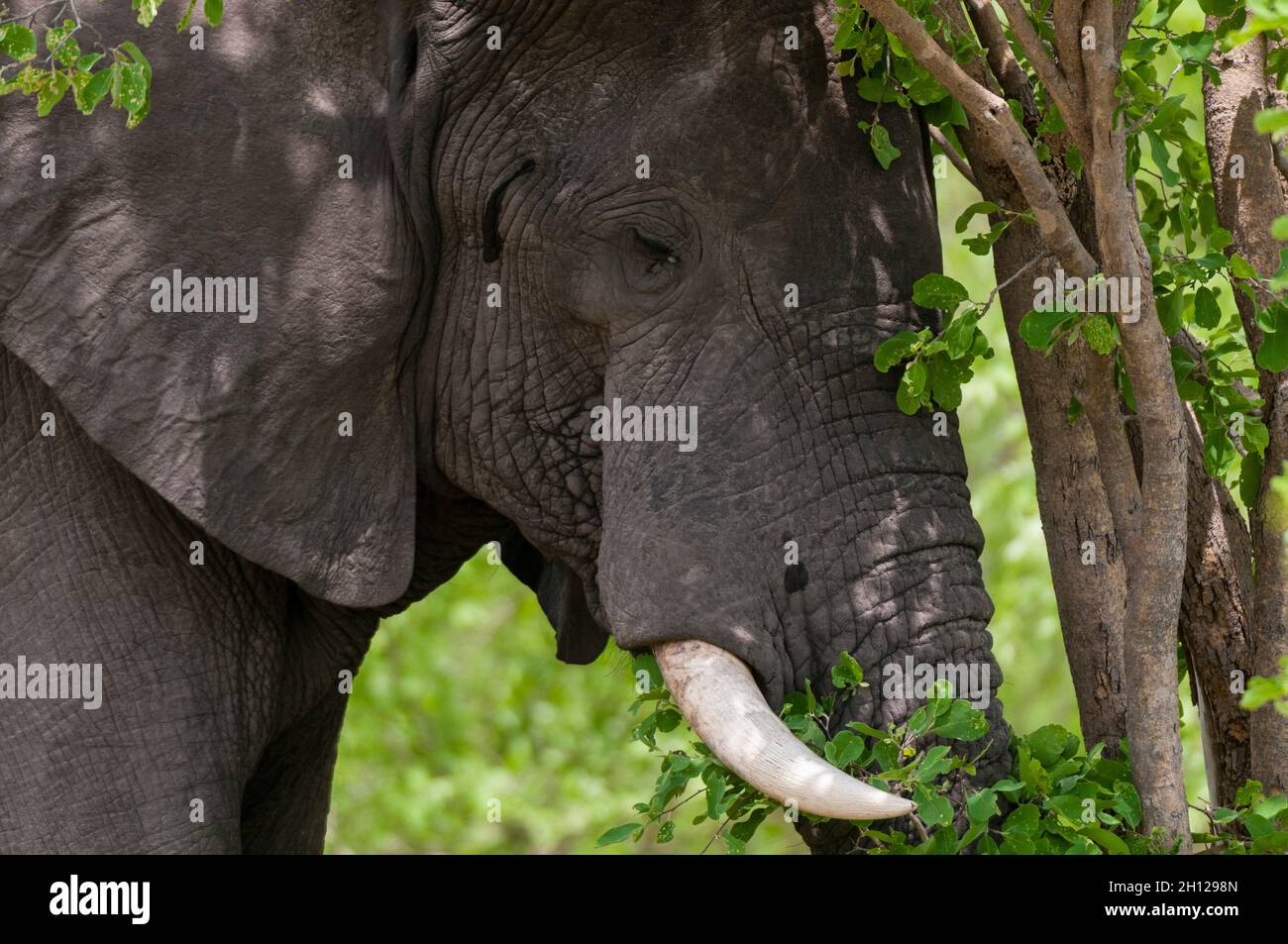 Elephant feeding from tree hi-res stock photography and images - Alamy