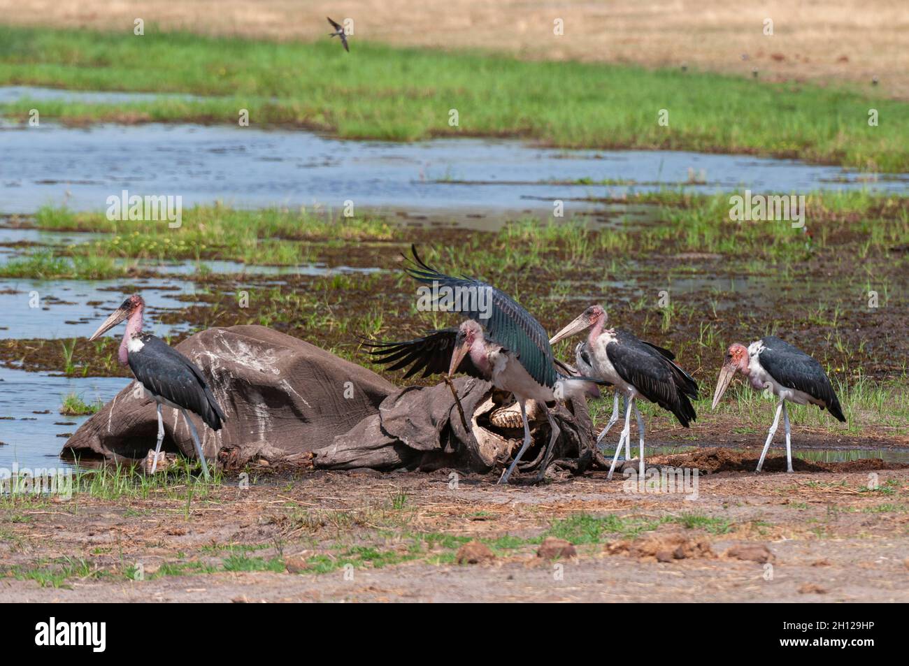 A group of marabou storks, Leptoptilos crumeniferus, scavenging an ...