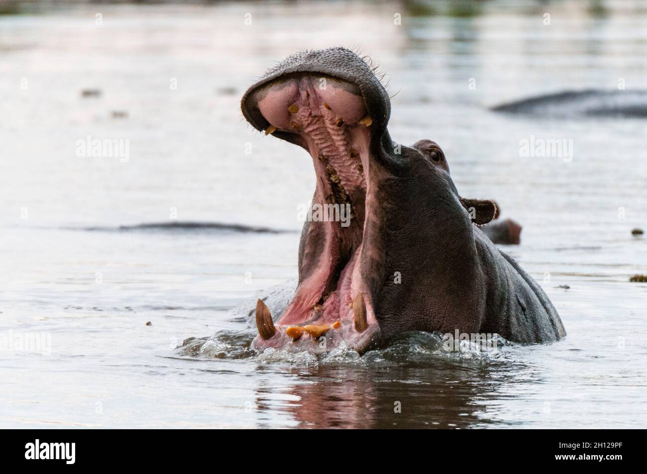 An aggressive hippopotamus, Hippopotamus amphibius, in water ...