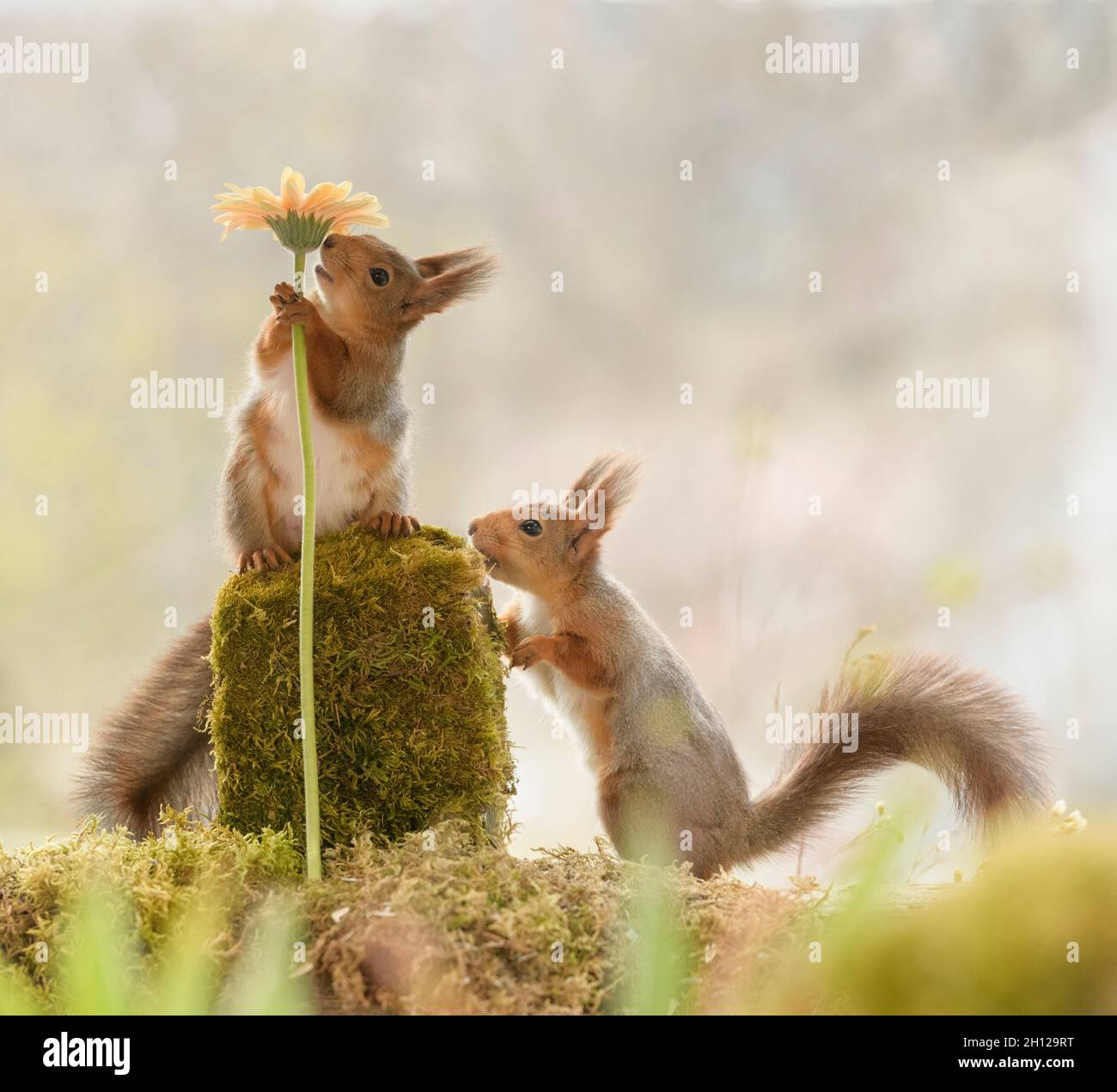 red squirrels are holding an yellow daisy from stairs Stock Photo - Alamy