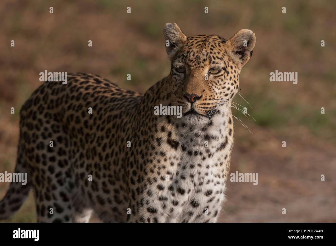 Close up portrait of an alert leopard, Panthera pardus. Khwai ...