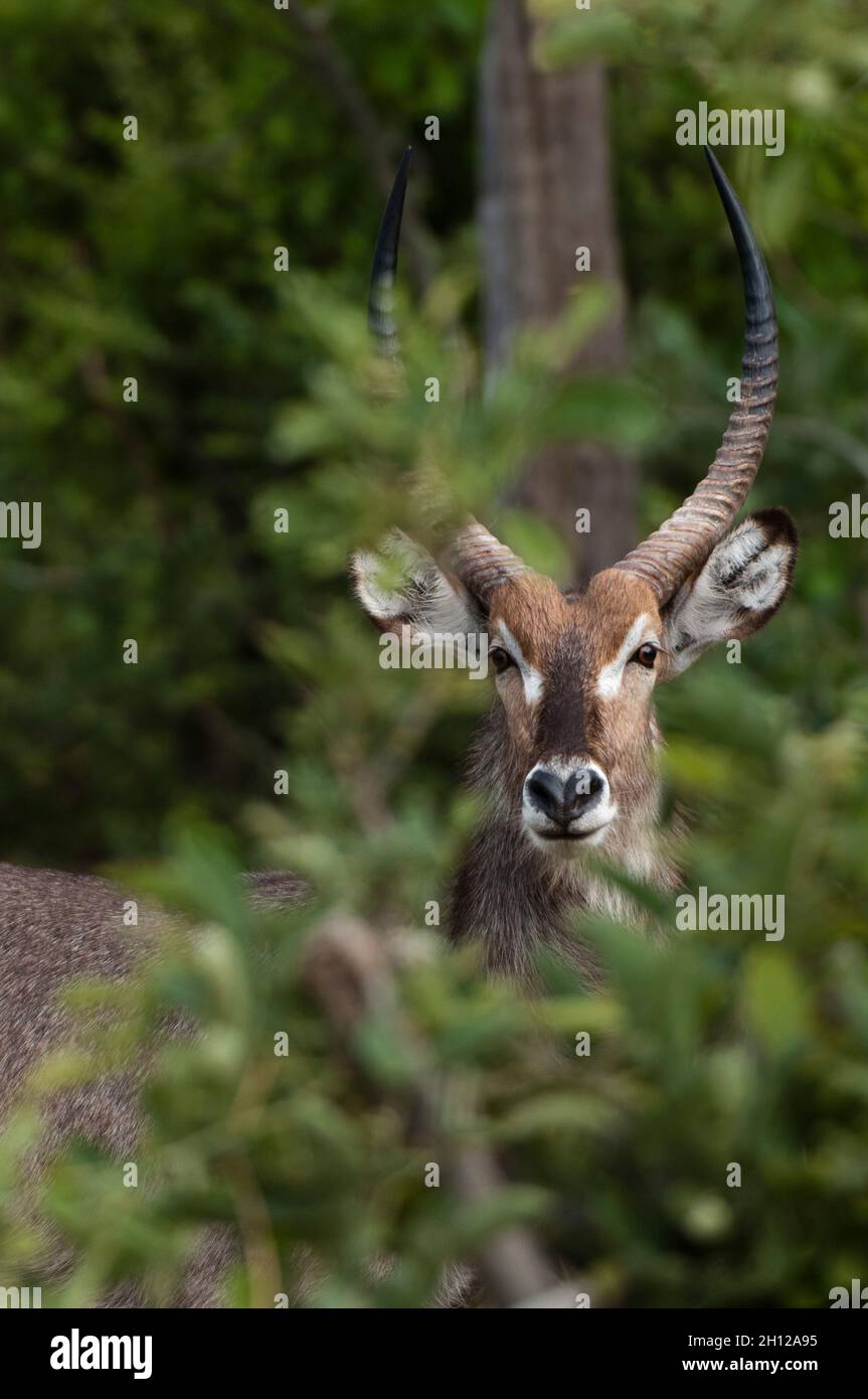 Portrait of a waterbuck, Kobus ellipsiprymnus, hiding in the bush ...