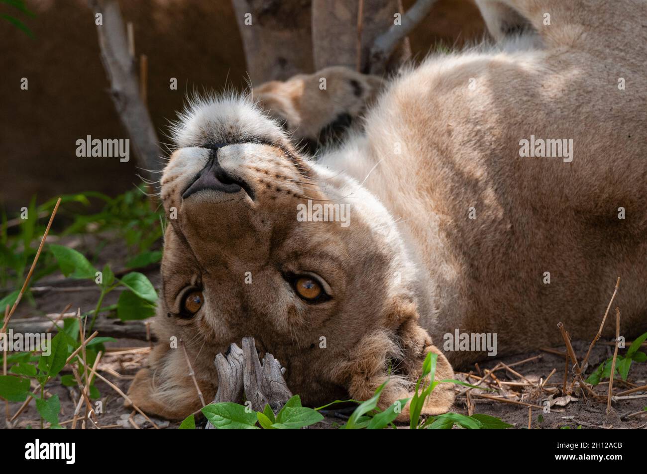 Back of lioness head hi-res stock photography and images - Alamy