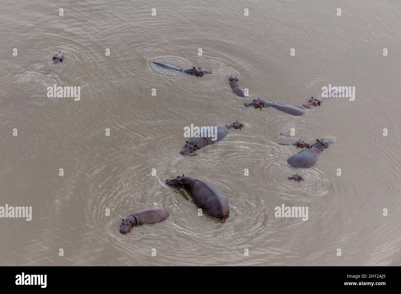 An aerial view of a herd of hippopotamuses, Hippopotamus amphibius, in ...