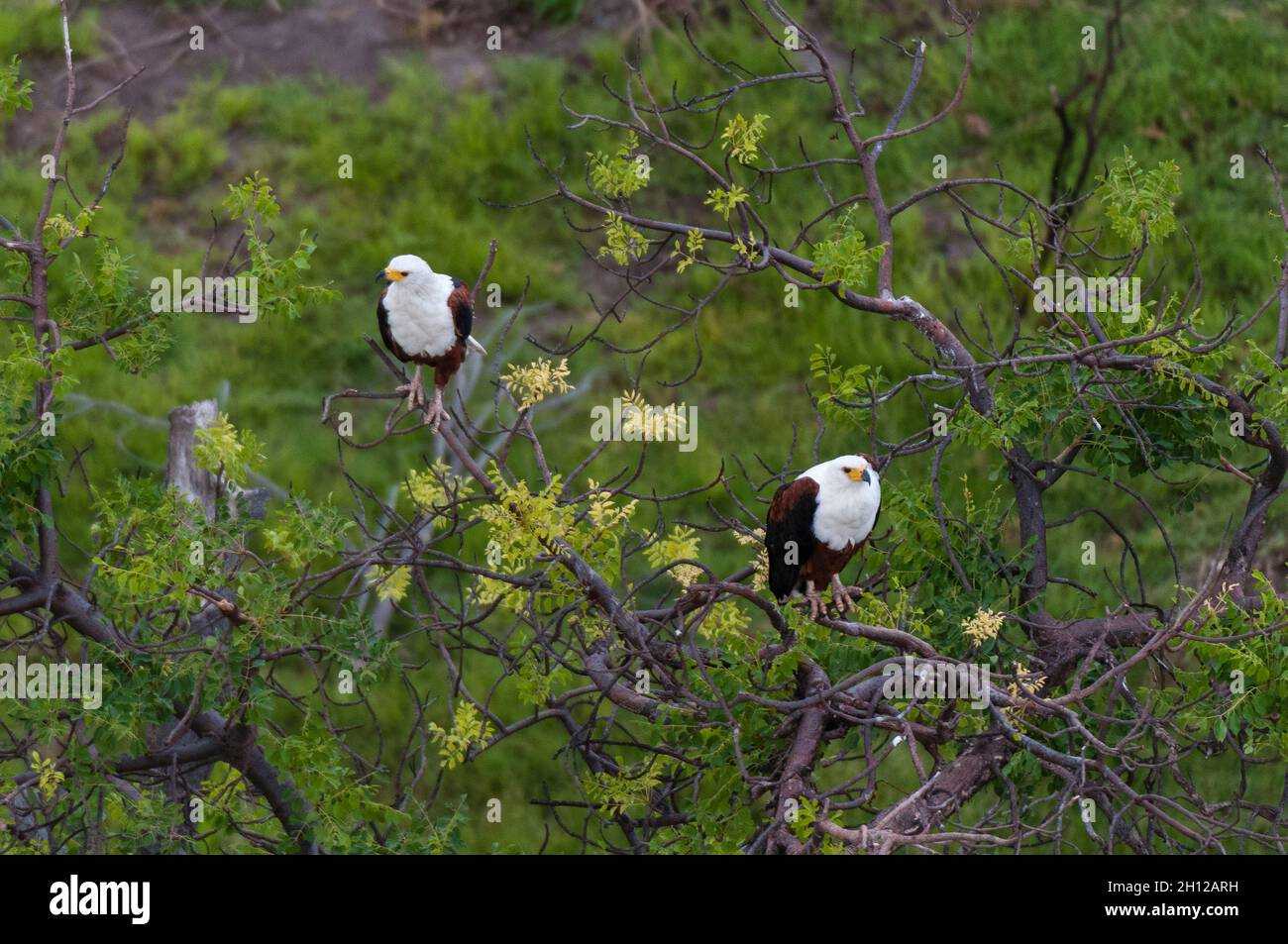 African fish eagles hi-res stock photography and images - Alamy