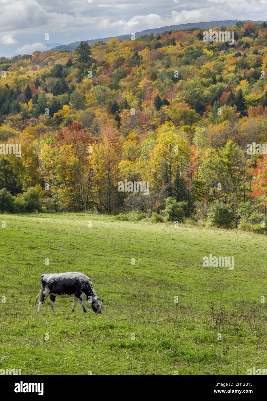 A mountainside of fall colors provide a background for a cow grazing at ...