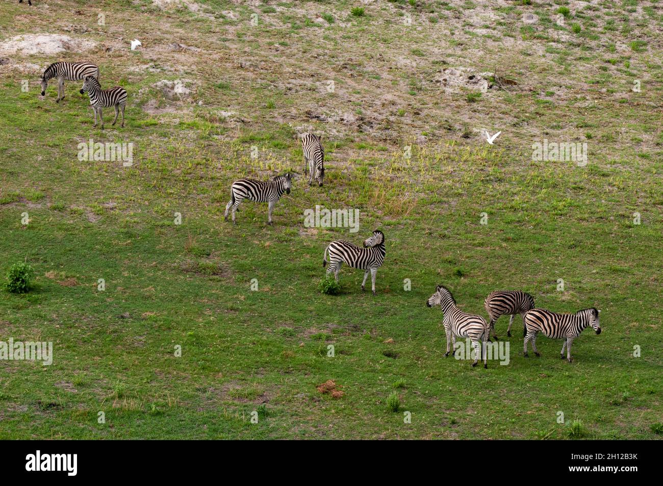 Aerial view of a herd of plains zebras, Equus burchellii. Okavango ...