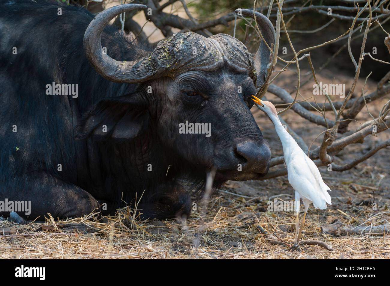 Insects two horns hi-res stock photography and images - Alamy