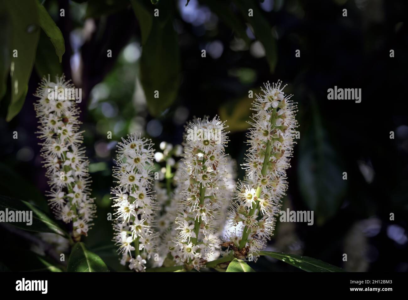 Flower spikes of cherry laurel or Prunus laurocerasus in spring Stock ...