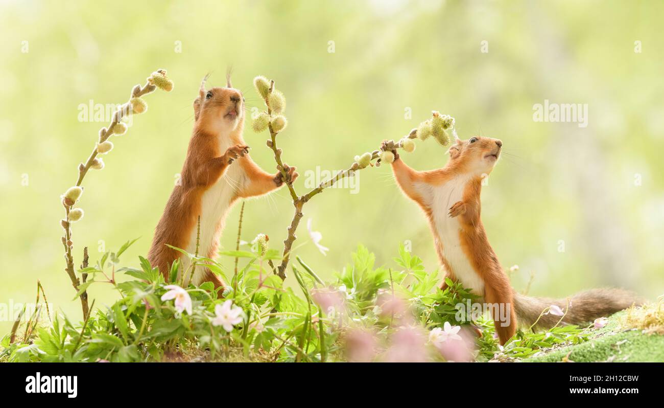 Red squirrels are holding an willow branch Stock Photo - Alamy