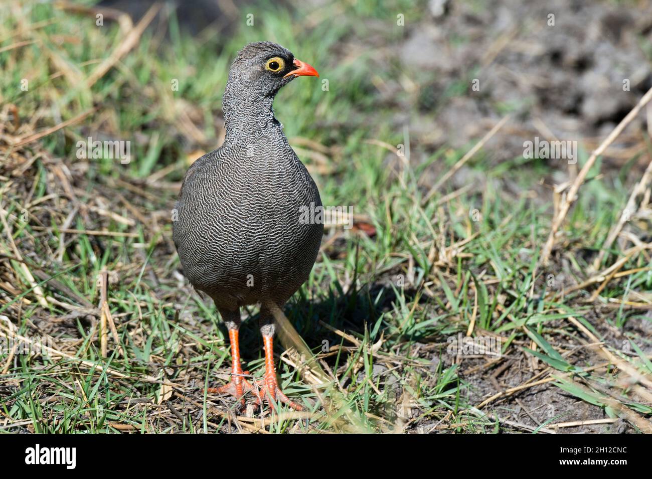 Red billed spurfowl pternistis adspersus hi-res stock photography and ...