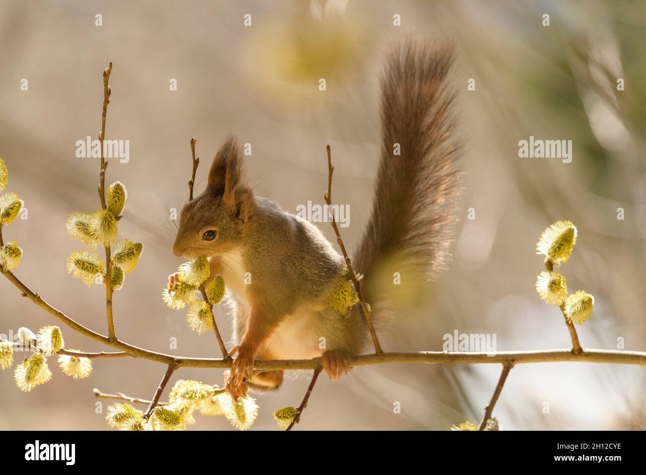 Red squirrel is eating a flower on an willow branch Stock Photo - Alamy