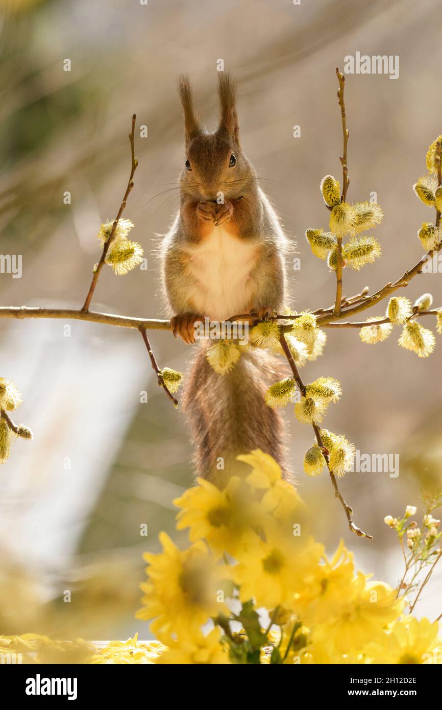 Red squirrel is standing on an willow branch looking at viewer Stock ...
