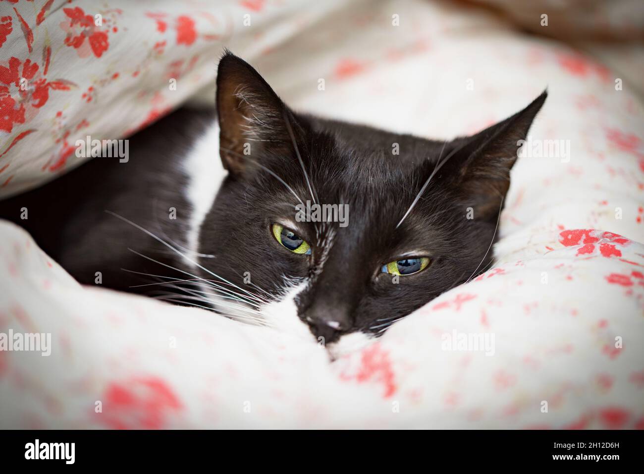 Lounging Cat High Resolution Stock Photography and Images - Alamy