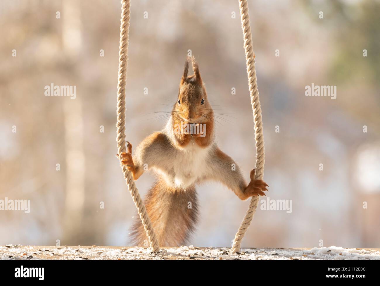 red squirrel standing in a split between ropes Stock Photo - Alamy
