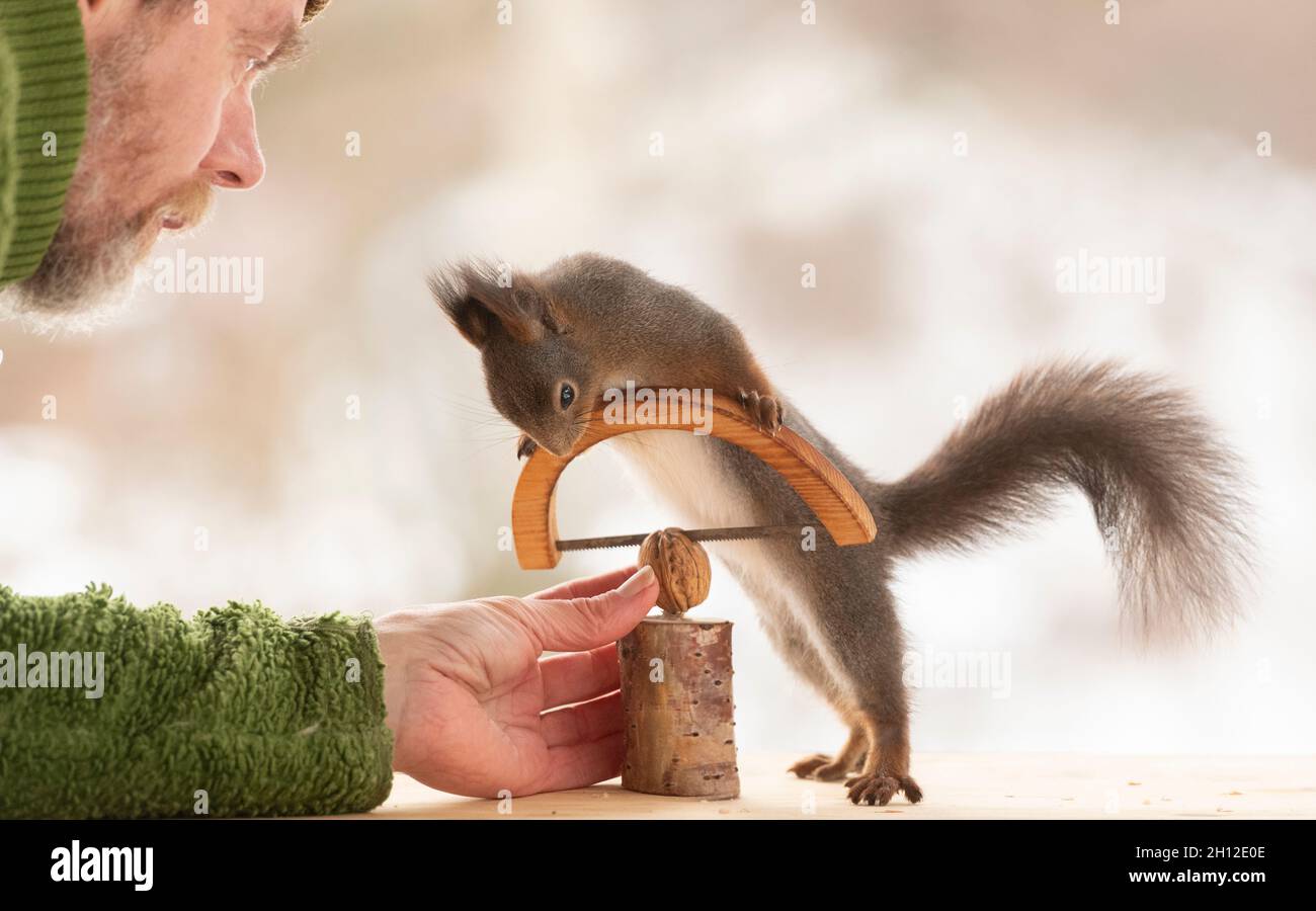 Squirrel saw hi-res stock photography and images - Alamy