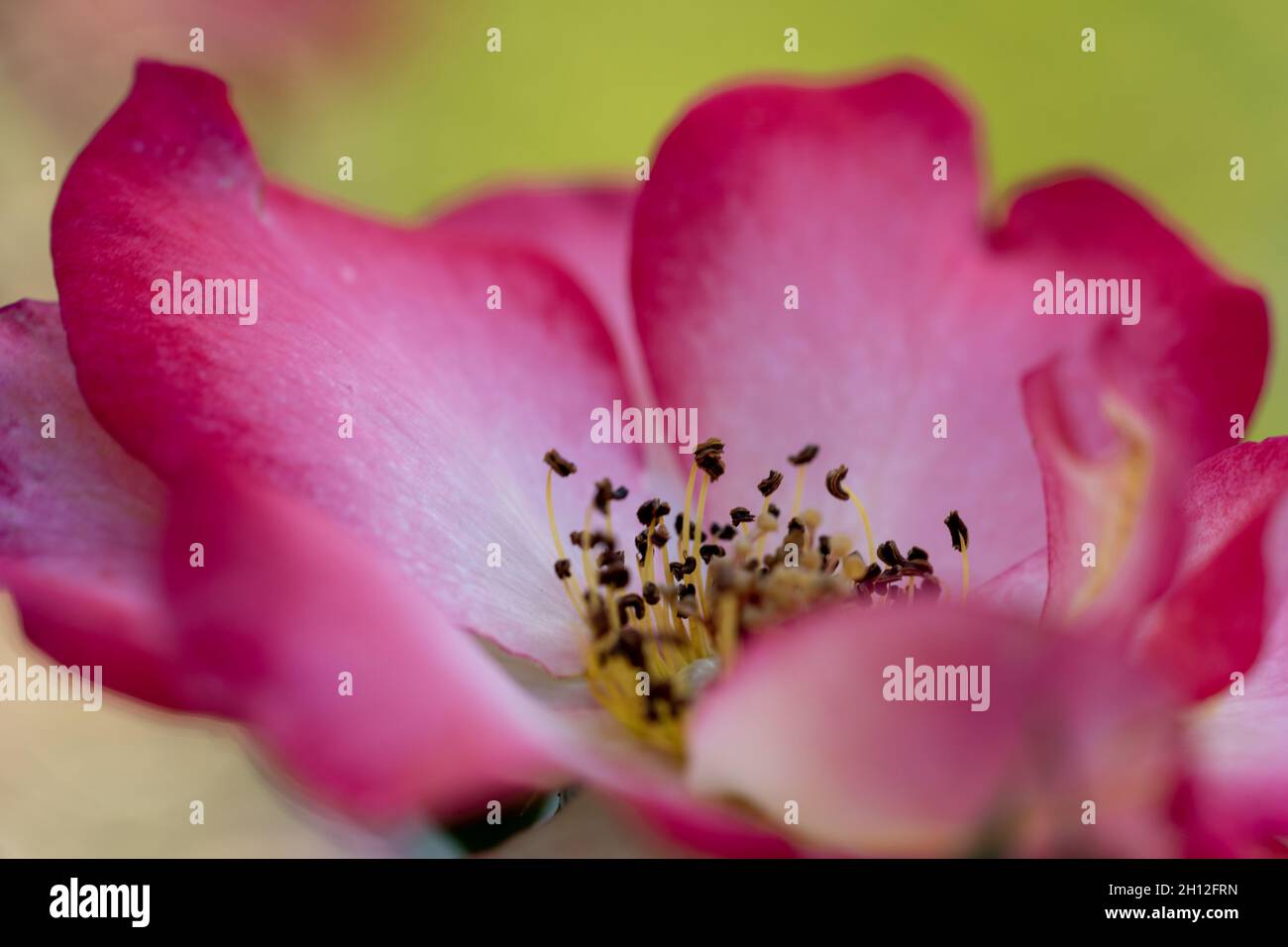 selective focus of a beautiful rose for wallpaper and background Stock ...