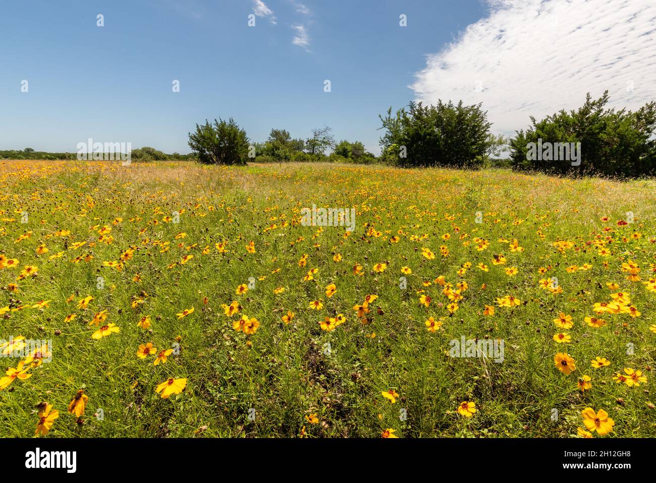 Field of yellow Texas wildflowers Stock Photo - Alamy