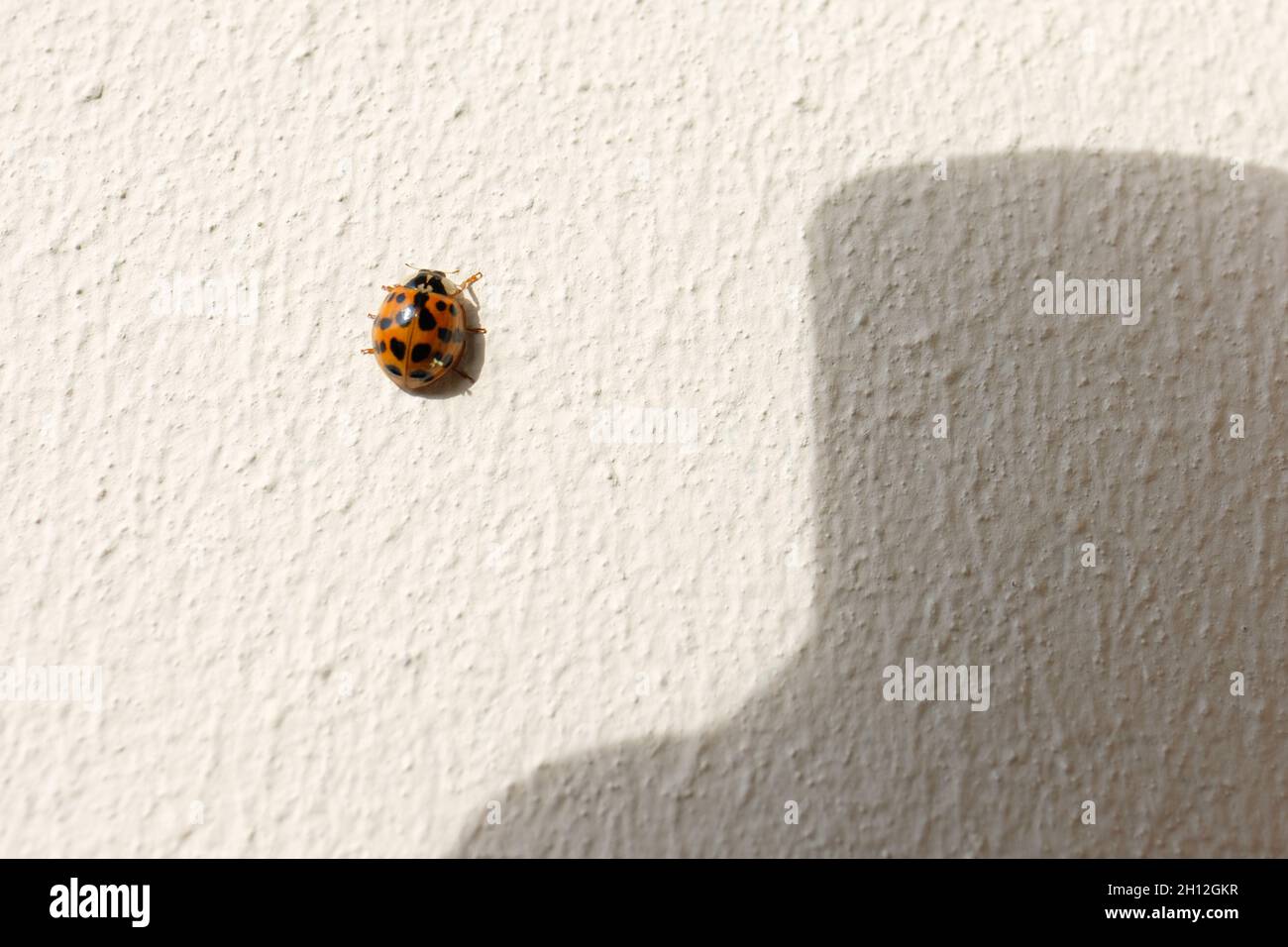 Ladybug on a wall hi-res stock photography and images - Alamy