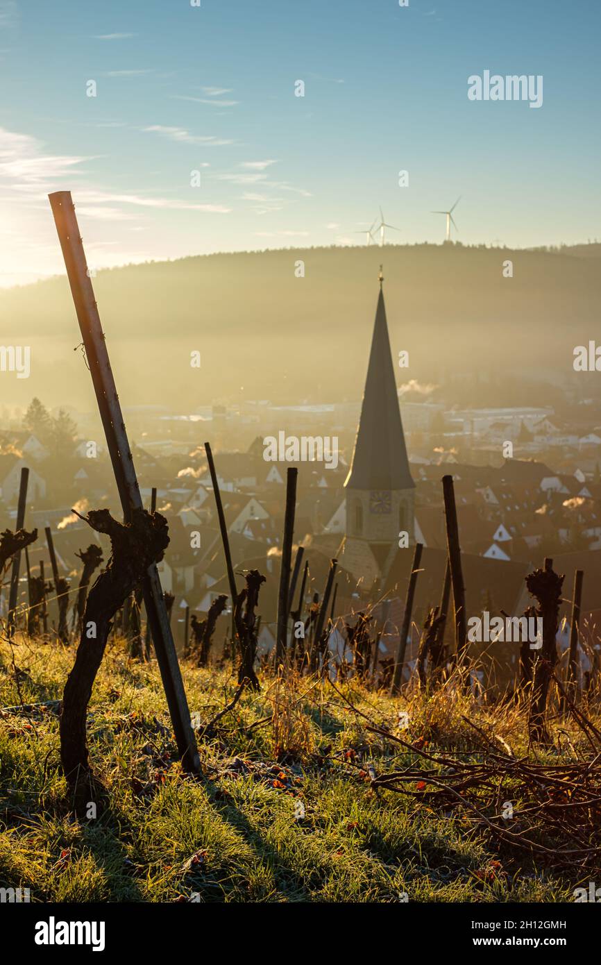 Vineyard and village with church steeple in the morning light Stock ...