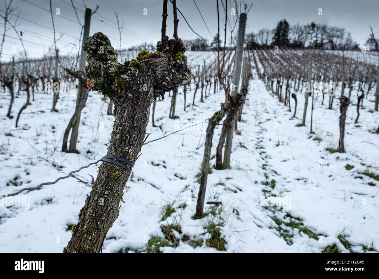 Moss wood vineyard hi-res stock photography and images - Alamy