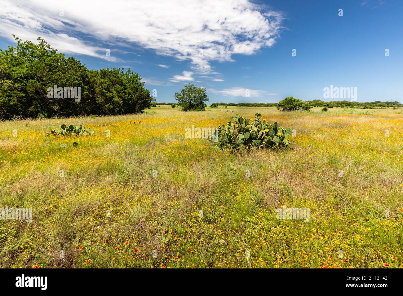 Field of yellow Texas wildflowers Stock Photo - Alamy