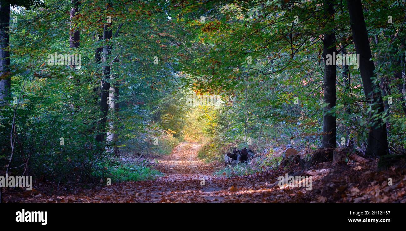 Beautiful panoramic view of a forest with dark trees and bright sunny ...