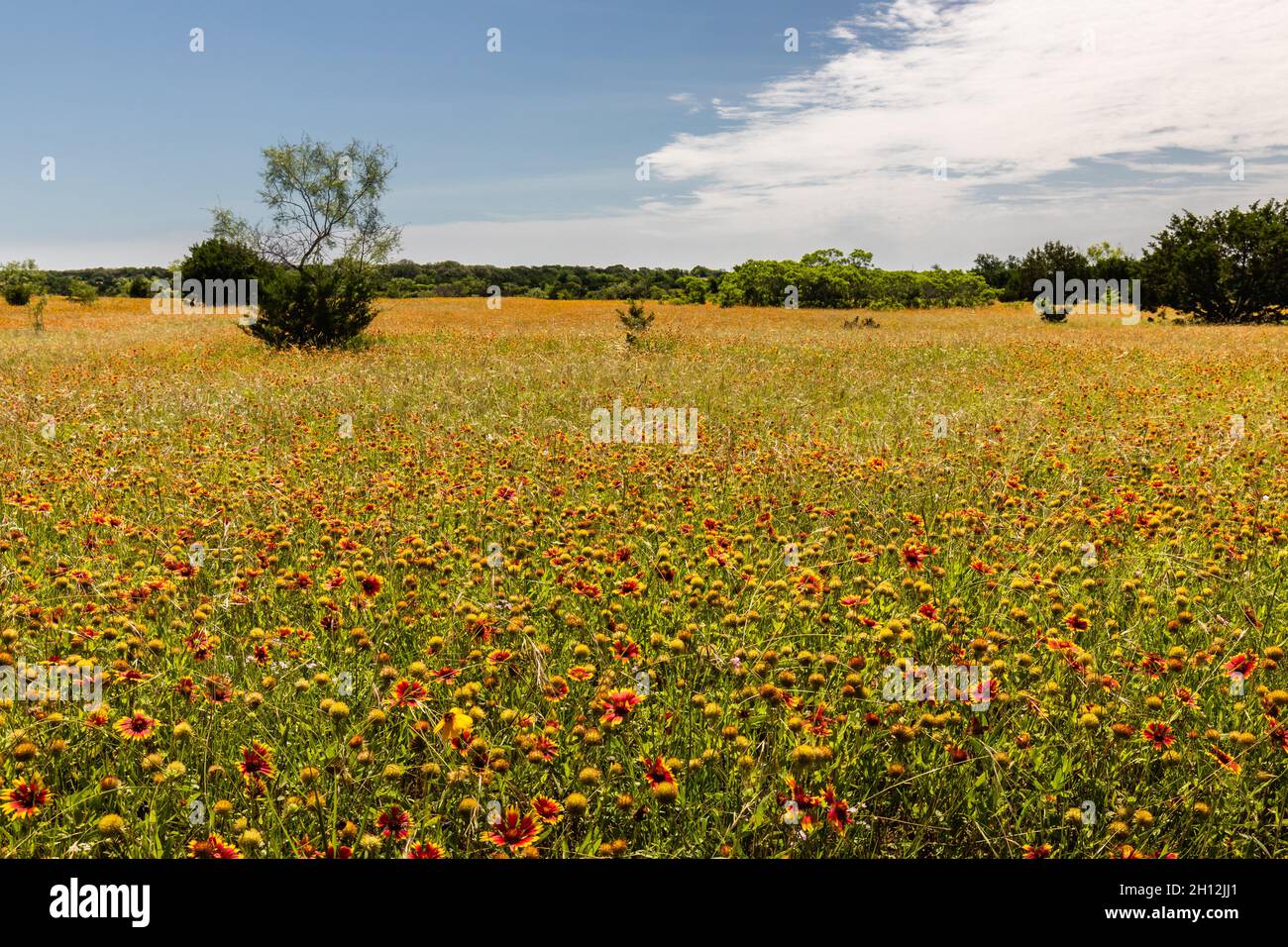 Field of yellow Texas wildflowers Stock Photo - Alamy
