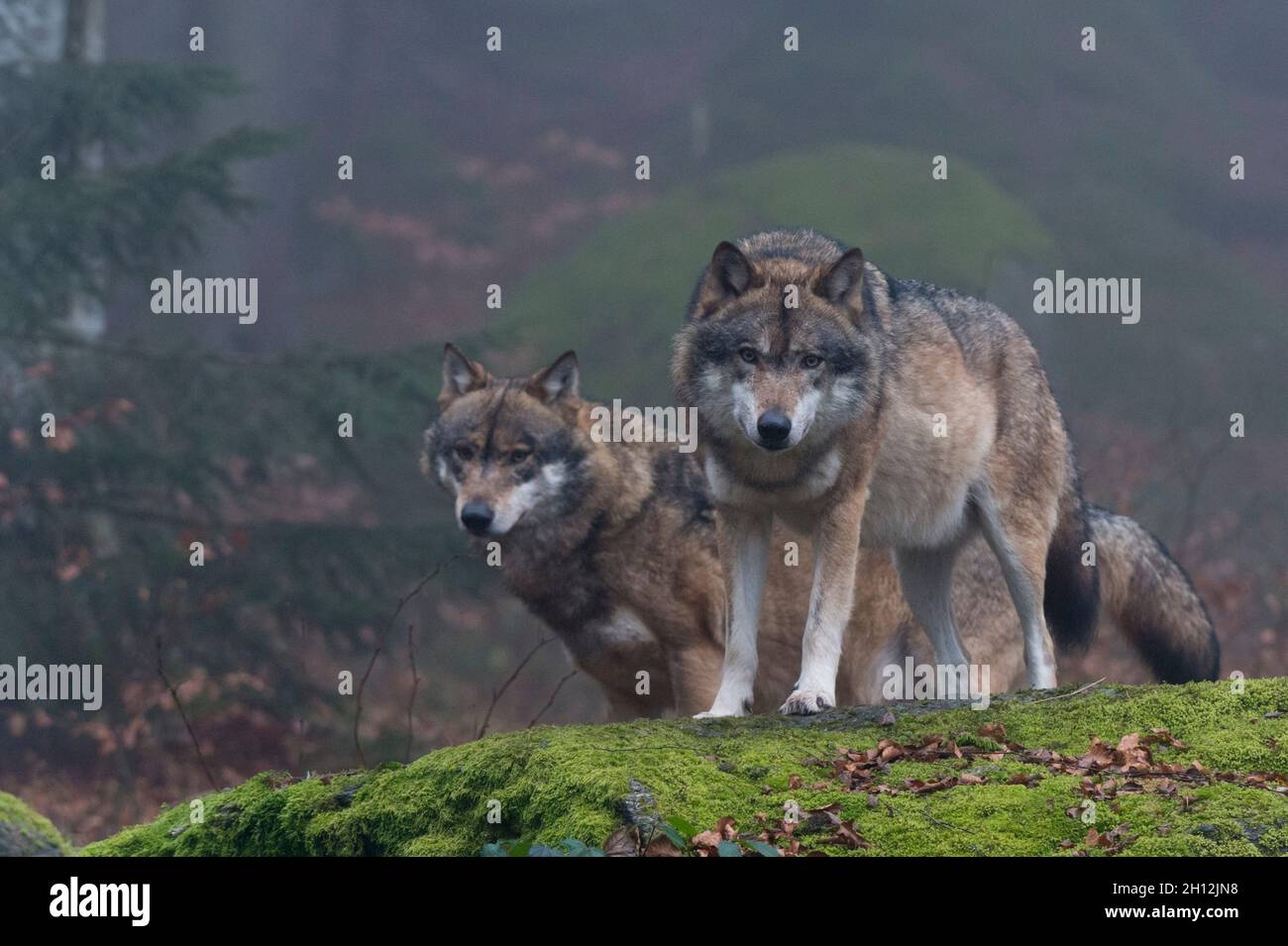 Two gray wolves, Canis lupus, on a mossy boulder in a foggy forest ...
