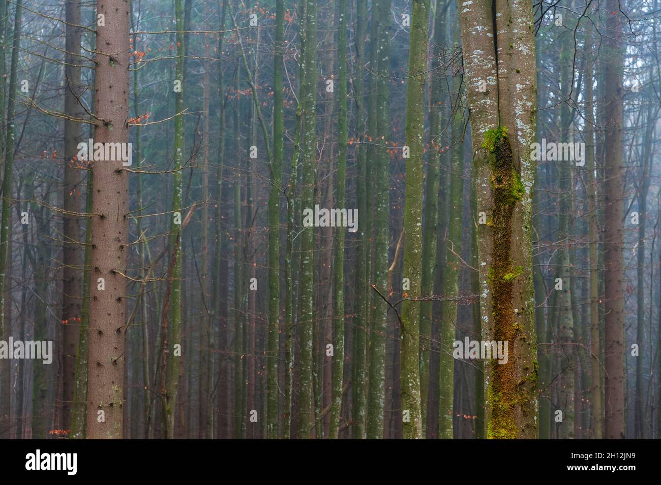 Bayerischer wald national park hi-res stock photography and images - Alamy