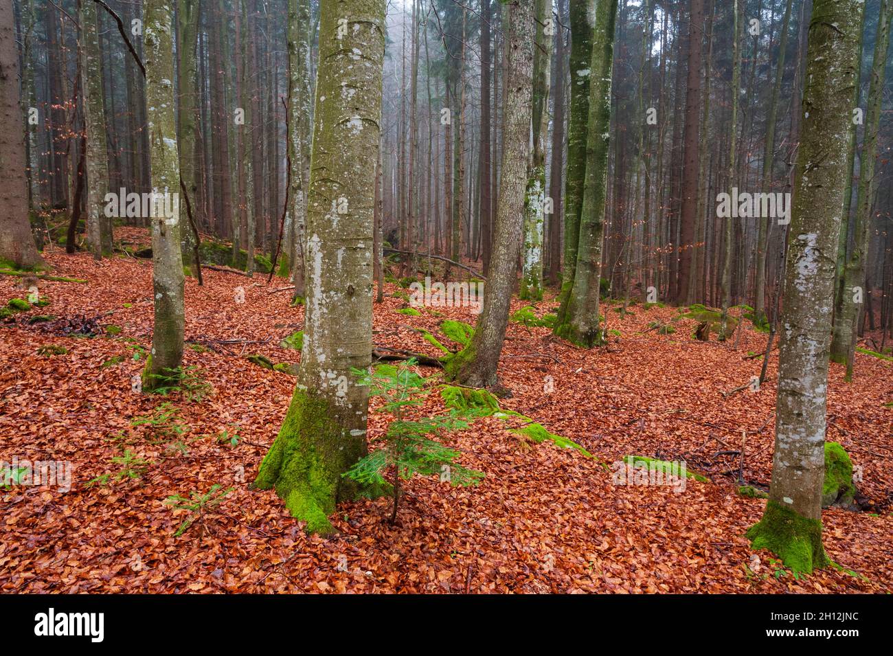 Bayerischer wald national park hi-res stock photography and images - Alamy