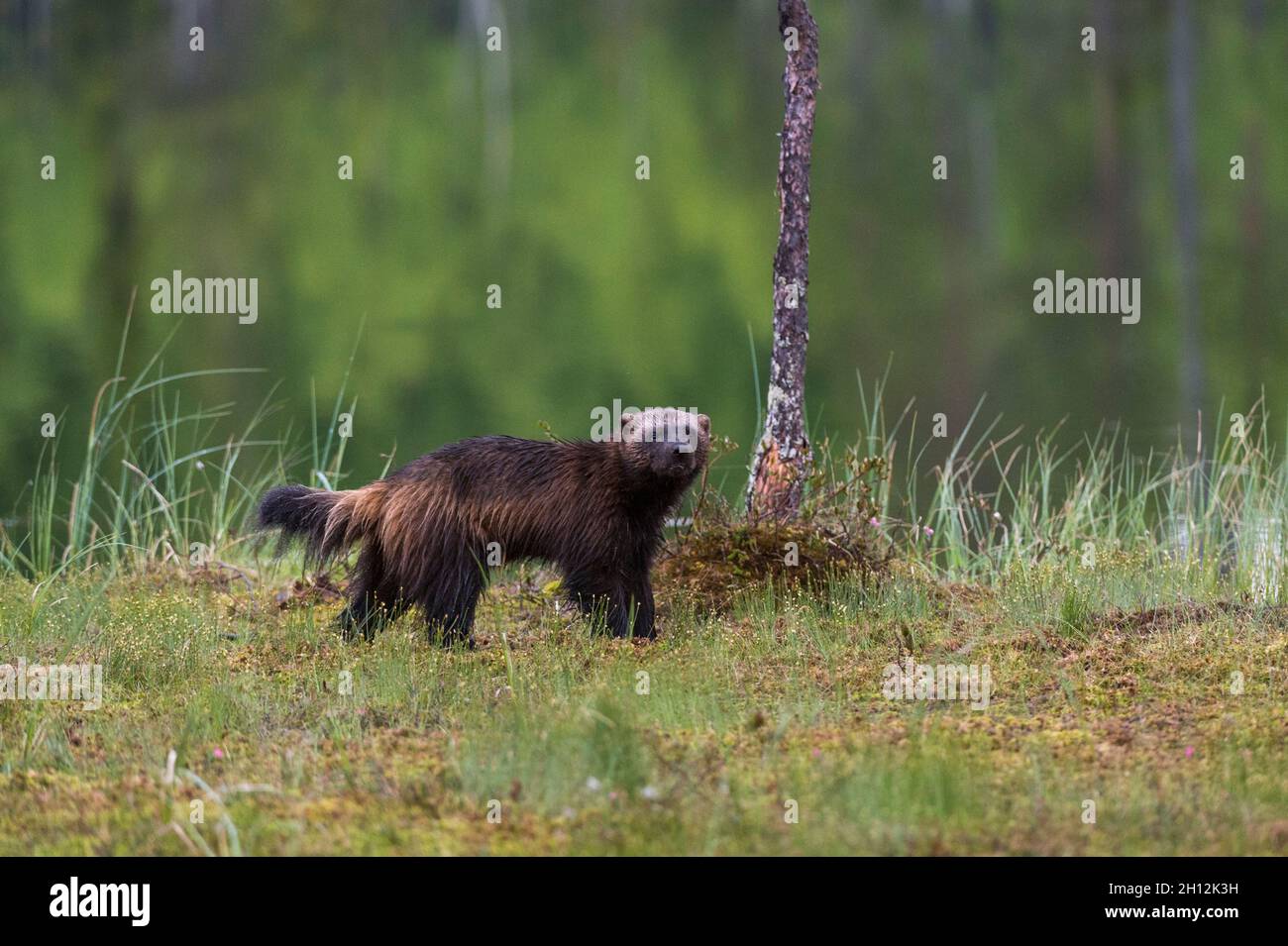 Wolverines gulo hi-res stock photography and images - Alamy