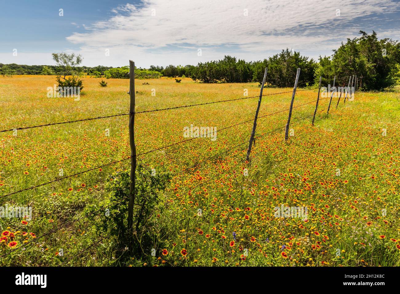 Field of yellow Texas wildflowers Stock Photo - Alamy