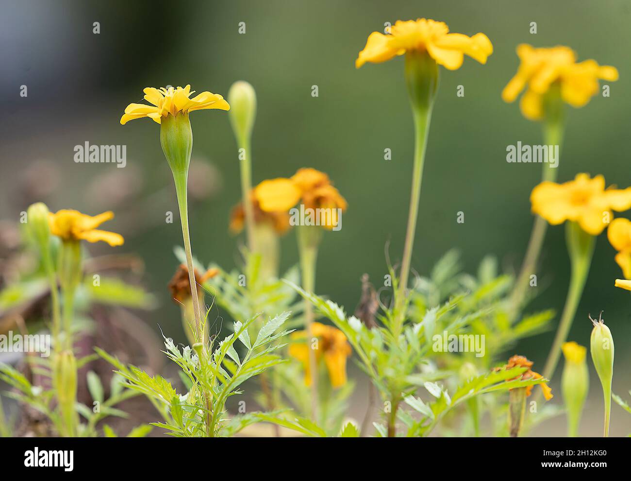 Yellow daisy like flowers pop up in the October garden Stock Photo - Alamy