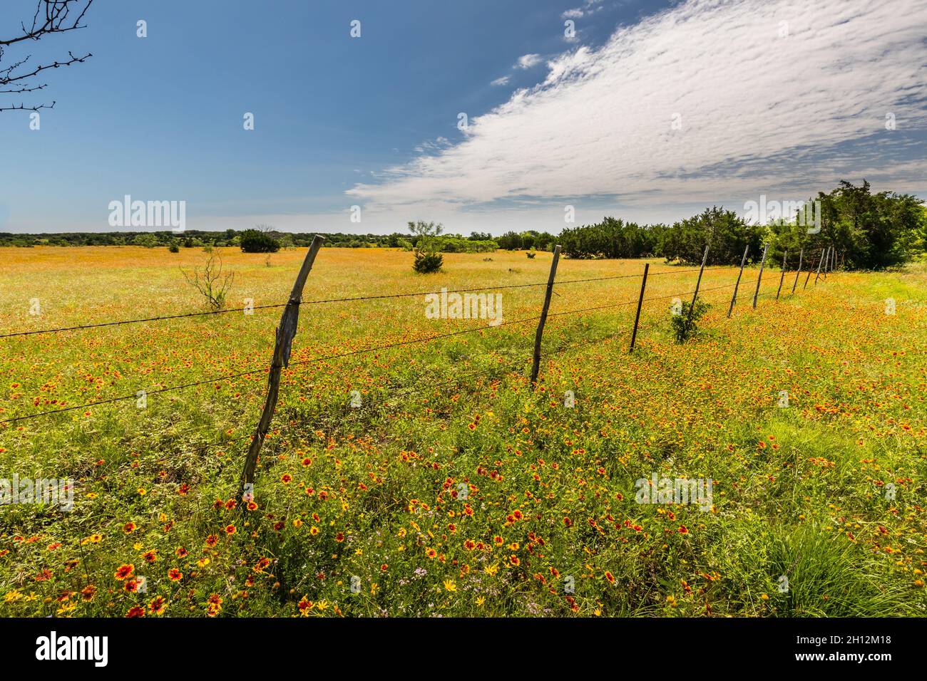 Field of yellow Texas wildflowers Stock Photo - Alamy
