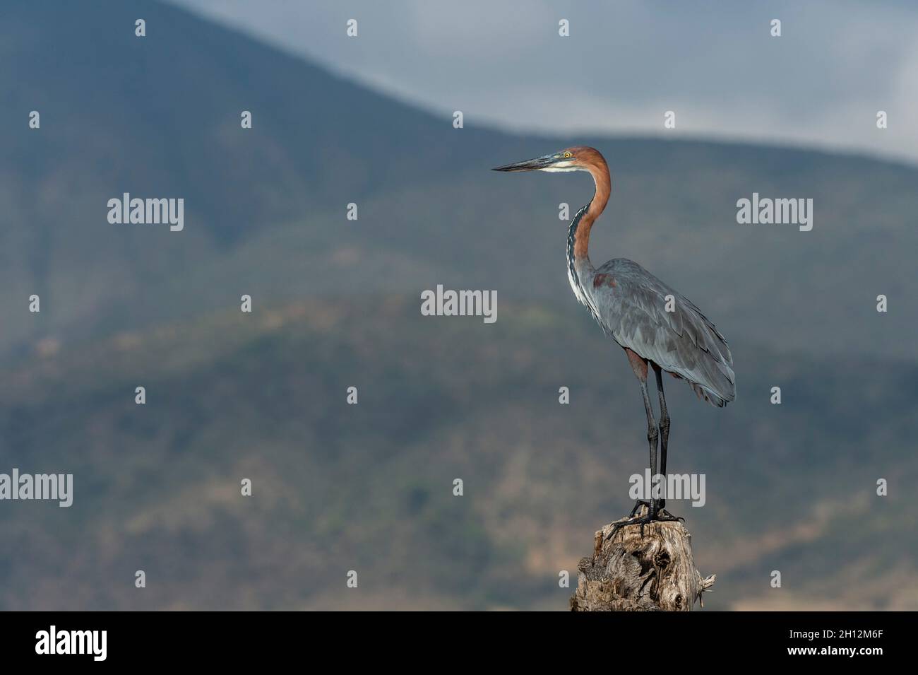 A Goliath heron, Ardea goliath, perched on the dead tree. Kenya, Africa ...