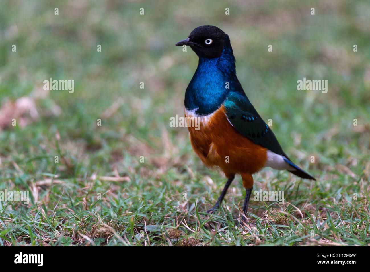 Portrait of Superb starling, Lamprotornis superbus. Kenya, Africa Stock ...