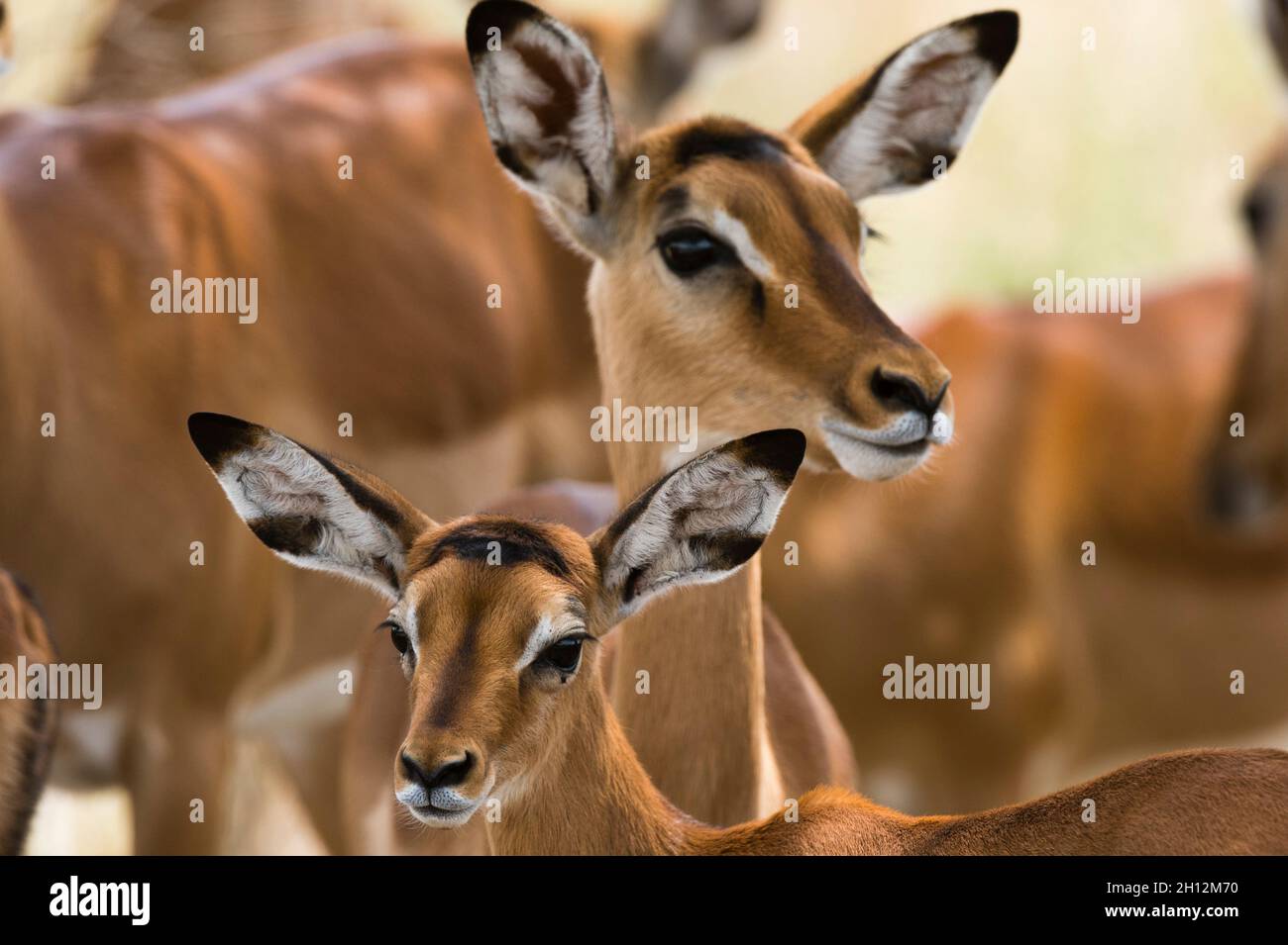 Portrait of a female impala and her calf, Aepyceros melampus Stock ...