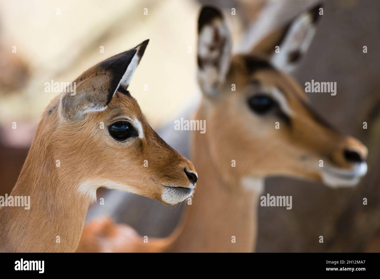 Close-up of an Impala calf, Aepyceros melampus, at Lake Nakuru National ...