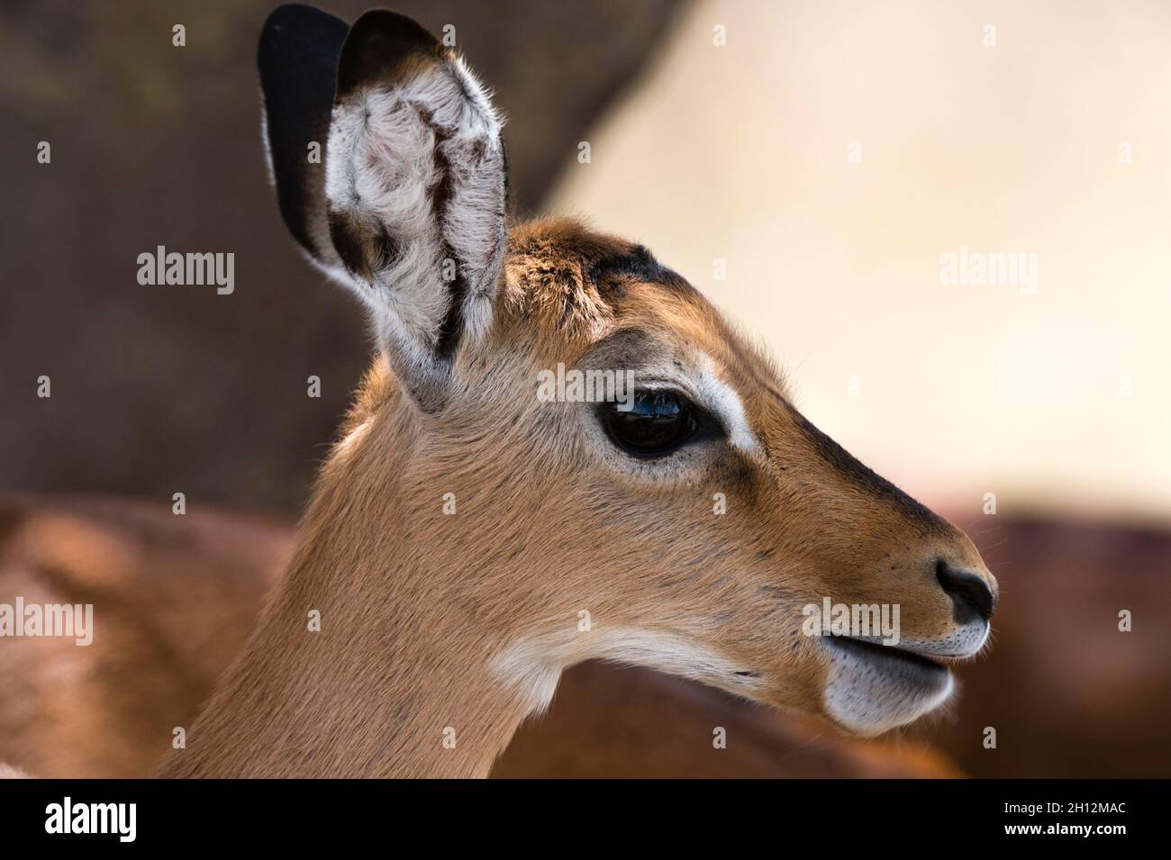 Portrait of an impala calf, Aepyceros melampus Stock Photo - Alamy