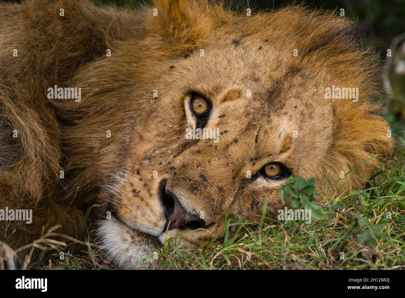 Lion africa male facing camera hi-res stock photography and images - Alamy