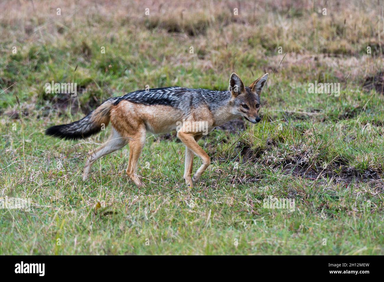 A black-backed jackal, Canis mesomelas, walking Stock Photo - Alamy