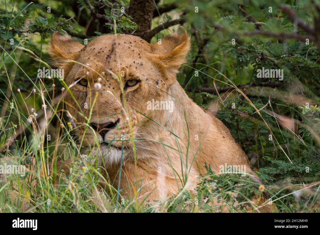 Portrait of a lioness, Panthera leo, hiding in the grass Stock Photo ...