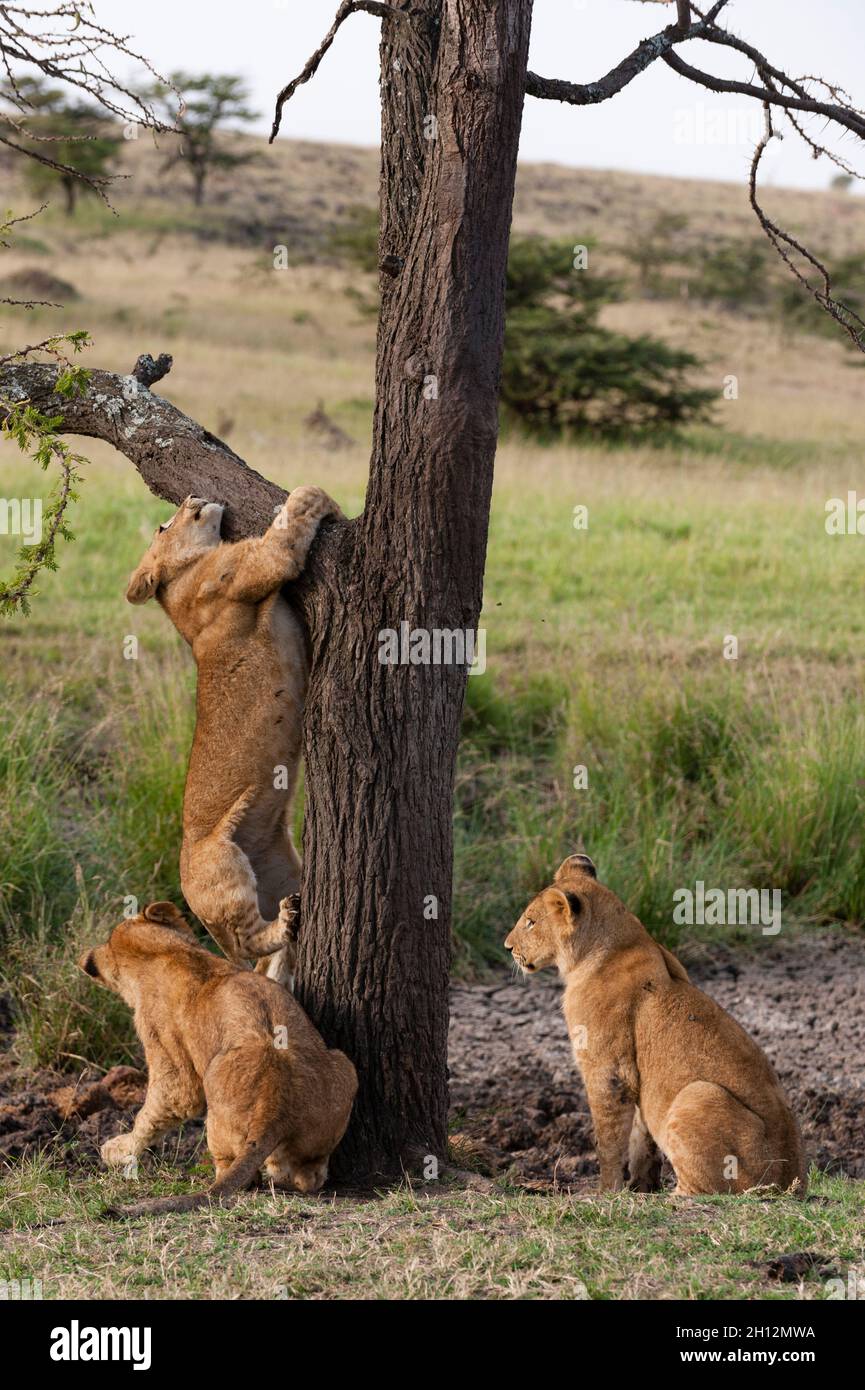 A lion cub, Panthera leo, climbing on a tree Stock Photo - Alamy