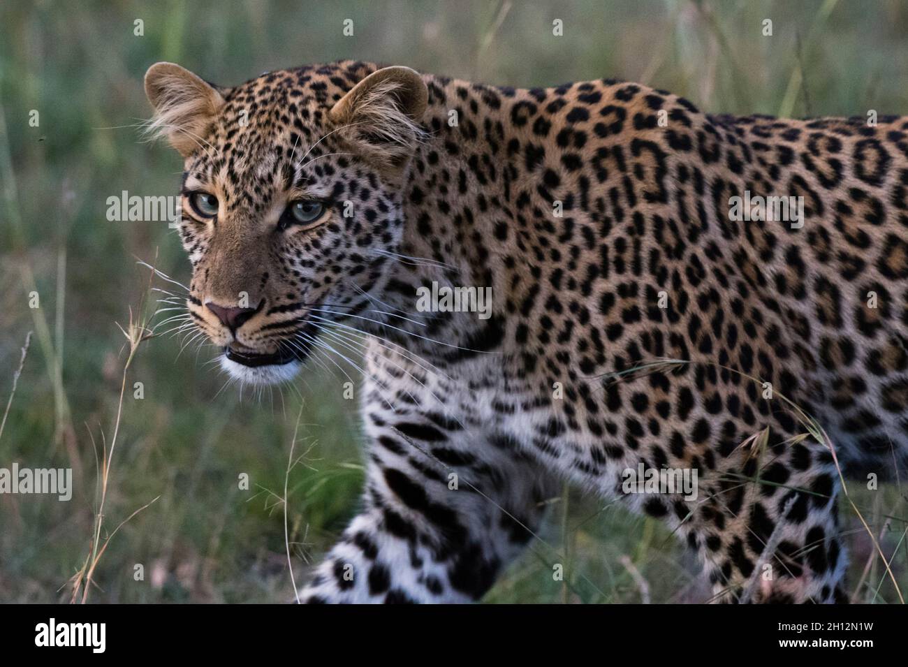 Portrait of a leopard, Panthera pardus, with green eyes at dusk. Masai ...
