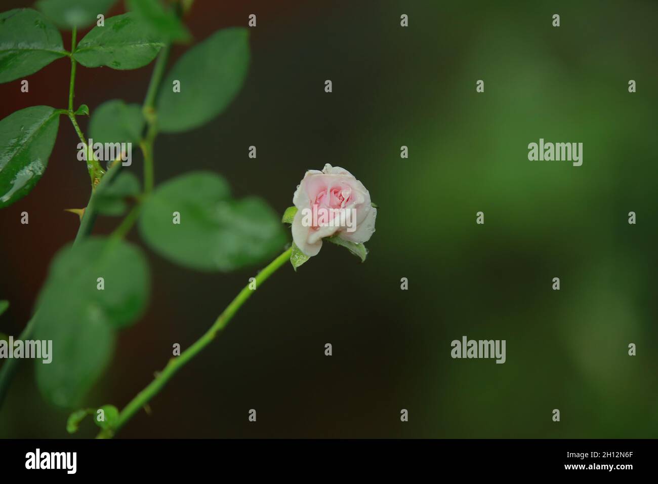 Selective focus of Hungarian rose flowers growing in a botanical garden ...